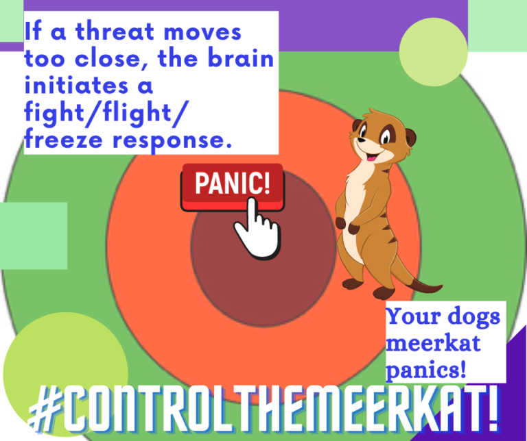 Brain and Behaviour » Control The Meerkat